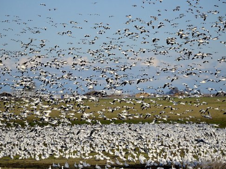 Lessons From the Field: California Migratory Birds | NatureBridge